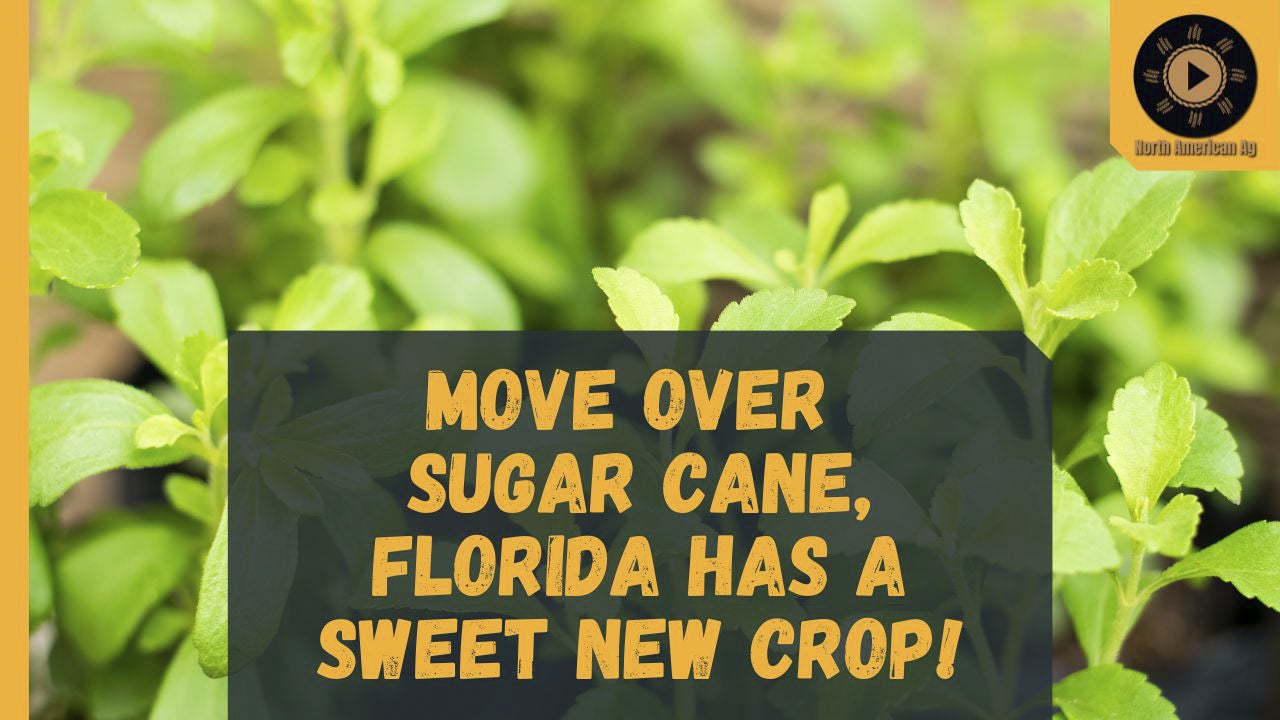 Splenda Stevia Farms | Better-Tasting Stevia Grown in the US - Splenda®